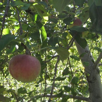 CHARLTON ORCHARDS FARM - Updated November 2025 - 12 Photos & 26 Reviews ...