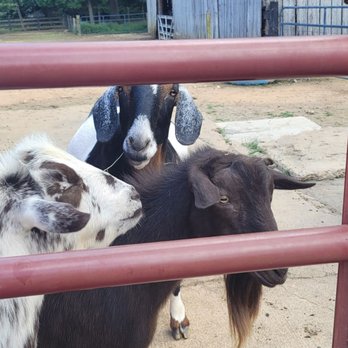 BRAEHEAD FARM - Updated December 2025 - 131 Photos & 60 Reviews - 1130 ...