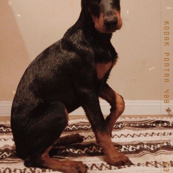 AVOCADO ANIMAL HOSPITAL OF FALLBROOK - Updated August 2025 - 35 Photos ...