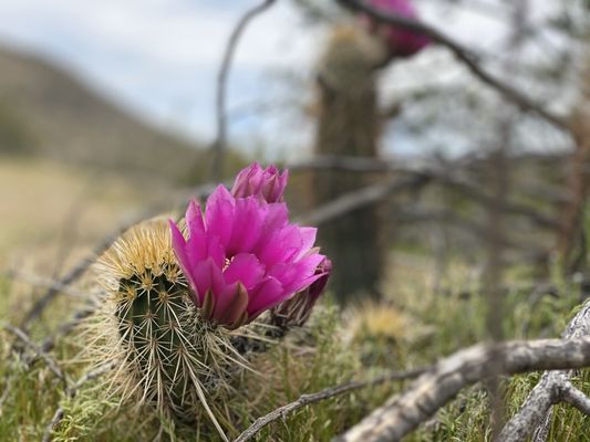 ESTRELLA MOUNTAIN REGIONAL PARK - 104 Photos & 46 Reviews - 14805 W ...