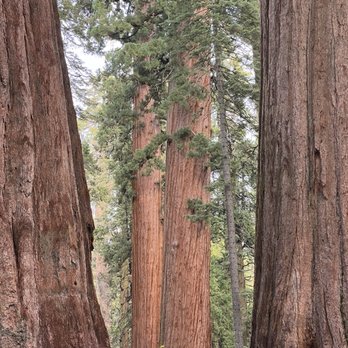 CALAVERAS BIG TREES STATE PARK - Updated June 2025 - 1200 Photos & 371 ...