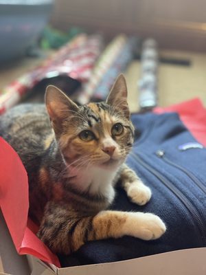 SEATTLE HUMANE - 108 Photos & 194 Reviews - 13212 SE Eastgate Way ...