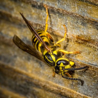 ACTIVE PEST CONTROL - Updated December 2025 - 21 Photos & 57 Reviews ...