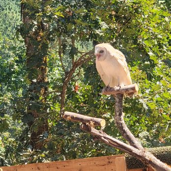 CASCADES RAPTOR CENTER - Updated November 2025 - 158 Photos & 115 ...