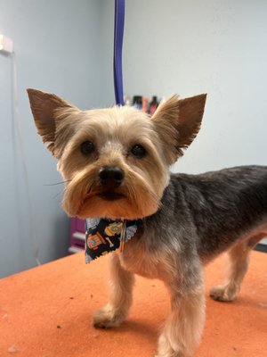 SALTY DOGS PROFESSIONAL GROOMING - Updated December 2025 - 33 Photos ...