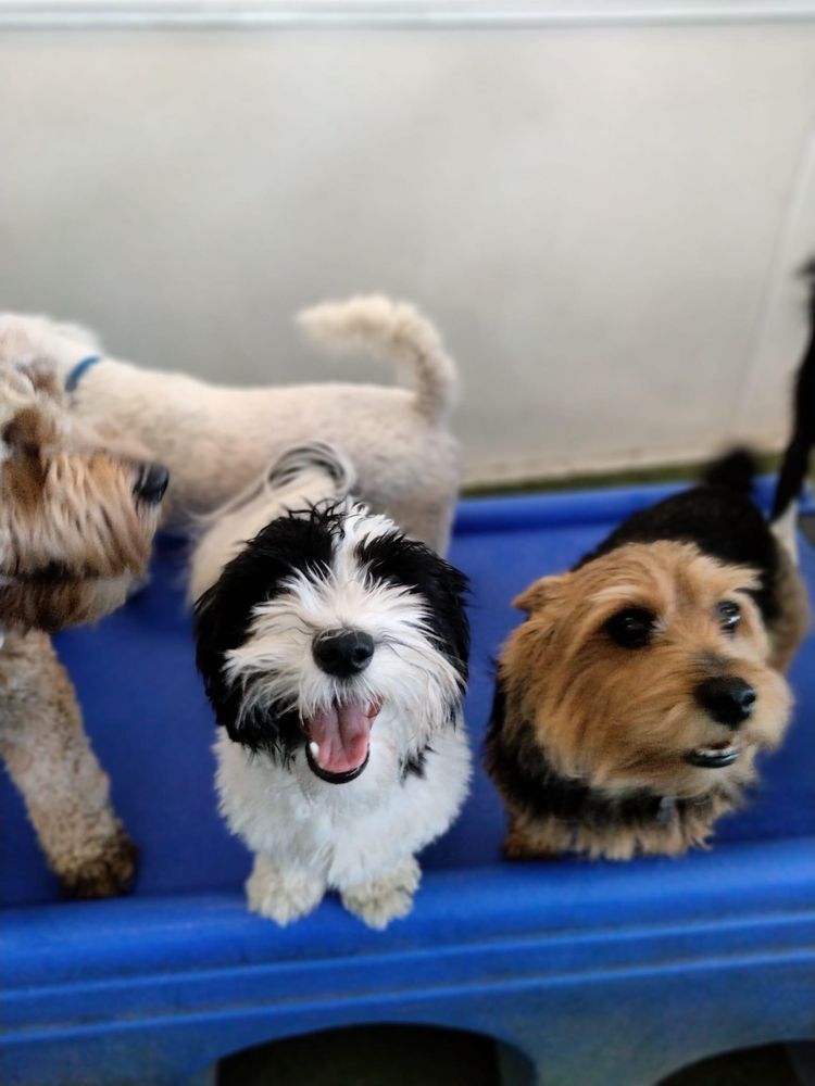 HEARTSTRINGS PET RESORT - Updated September 2025 - 36 Photos & 73 ...