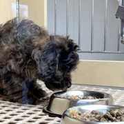 PET CENTER OLD BRIDGE - 39 Photos - 3833 US 9, Old Bridge, New Jersey ...