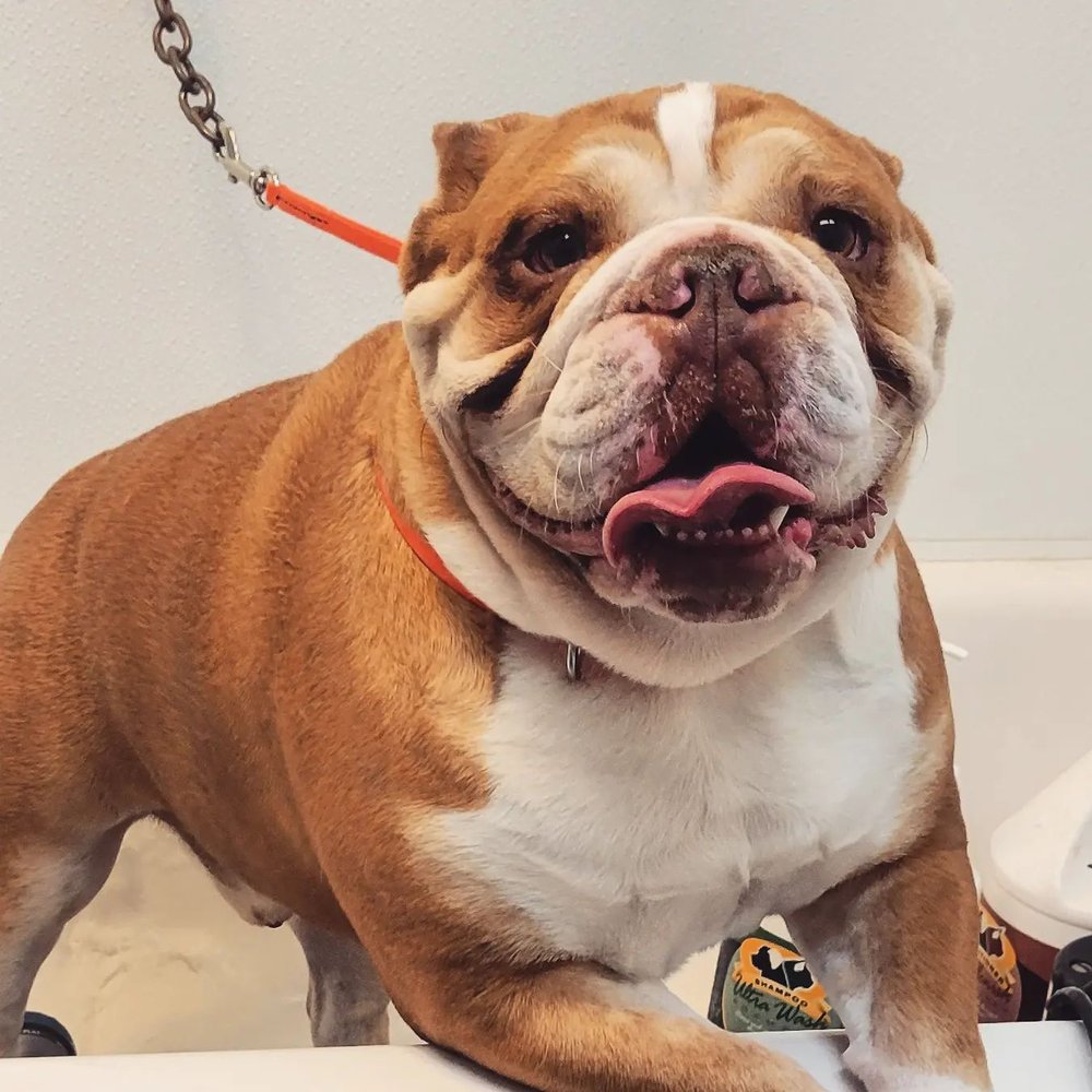 VANITY FUR - 11 Photos - 1231 McCoy Creek Way, Suisun City, CA - Yelp