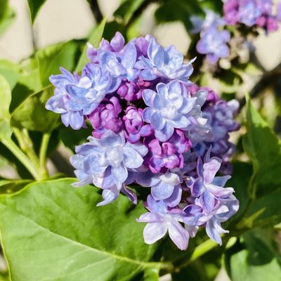 GENOA TREES & LANDSCAPE MATERIALS - Updated October 2025 - 30 Photos ...