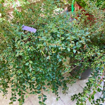 THE NATIVE GARDEN - Updated December 2025 - 26 Photos & 10 Reviews ...