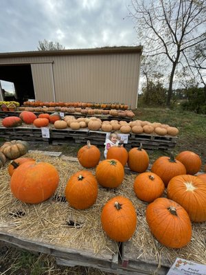 STYER ORCHARD - Updated October 2025 - 90 Photos & 60 Reviews - 97 ...