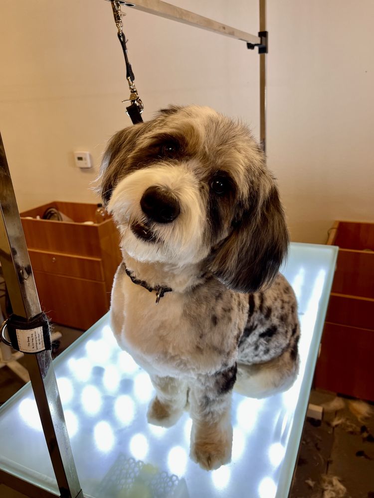 WELL GROOMED PETS - Updated September 2024 - 62 Photos & 18 Reviews ...