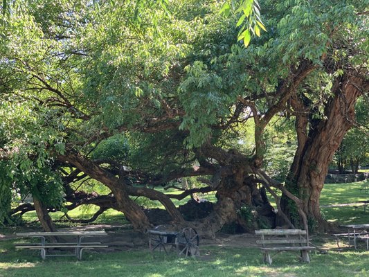OLD FORT HARROD STATE PARK - Updated June 2026 - 19 Photos - 100 S ...