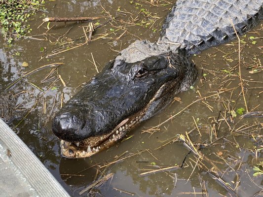 AIRBOAT TOURS BY ARTHUR MATHERNE - Boat Tours - 4262 US 90, Des ...