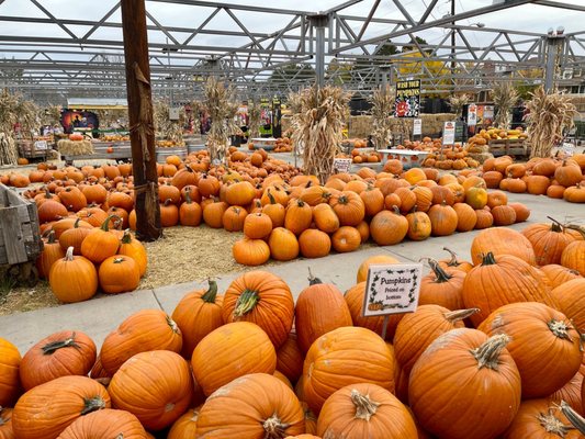 NICKS GARDEN CENTER - Updated July 2025 - 489 Photos & 263 Reviews ...