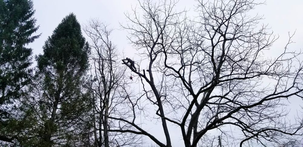 3G TREE SERVICE - Updated August 2025 - 18 Photos - PO Box 205, Thomas ...