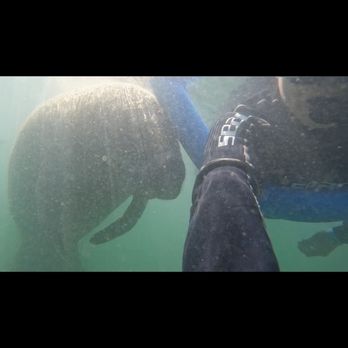 FUN 2 DIVE MANATEE TOURS - Updated January 2026 - 413 Photos & 236 ...