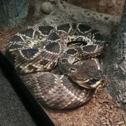 CLYDE PEELING’S REPTILAND - 142 Photos & 39 Reviews - Zoos - 18628 US ...