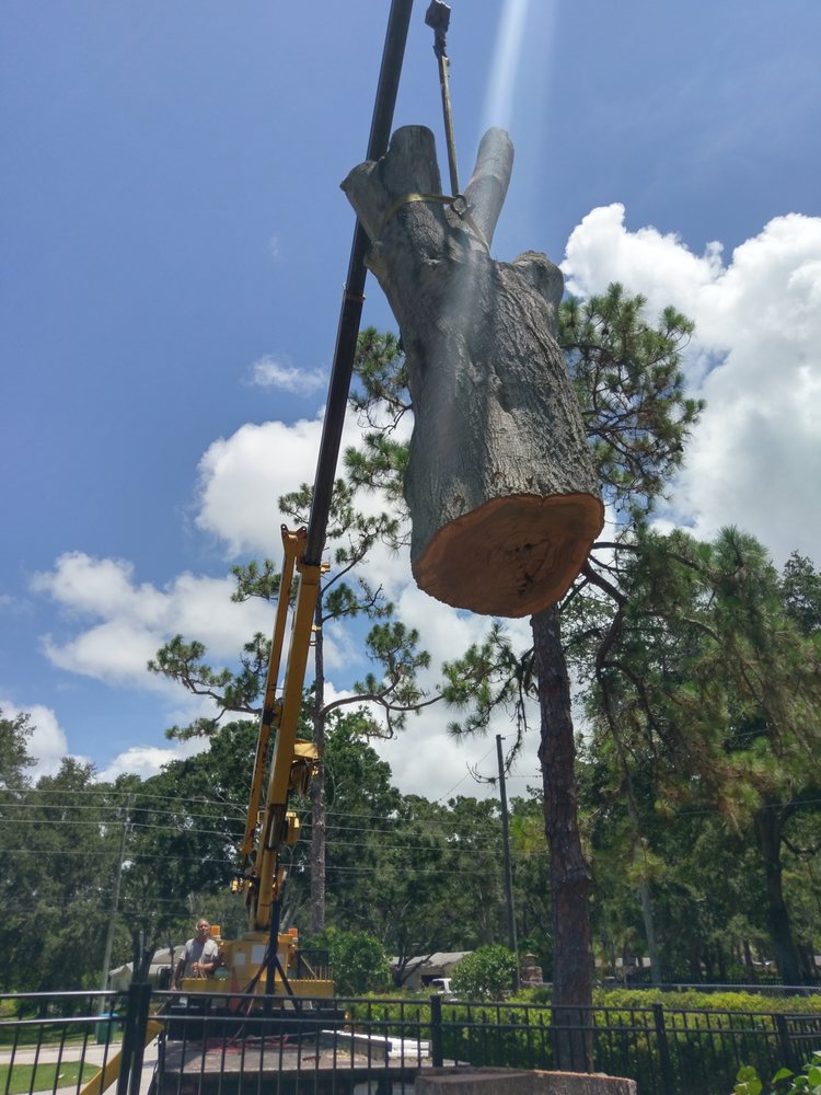 JR TREES - Updated January 2025 - 20 Photos - 6801 33rd St N, Saint ...