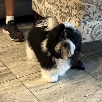 YUPPY PUPPY HAVANESE - 13 Photos & 14 Reviews - Fort Pierce, Florida ...