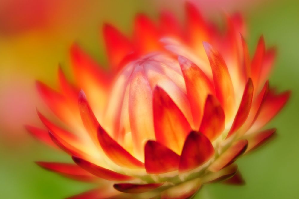 PETAL PORTRAITS BY DAVE JOHNSON - Updated June 2025 - Request a Quote ...