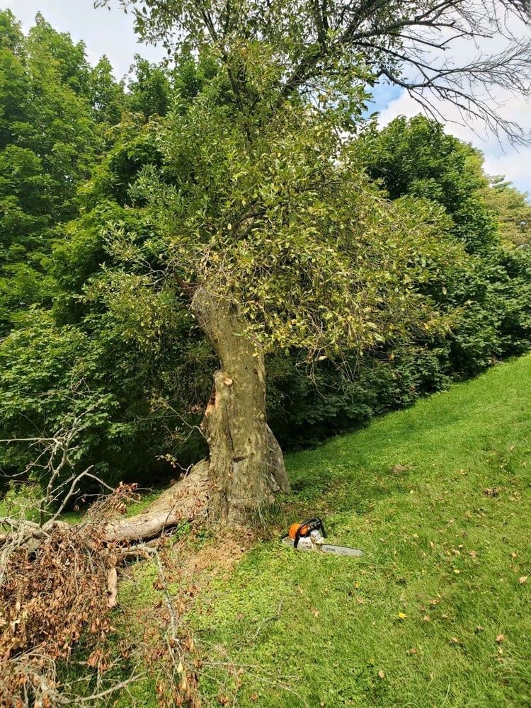 TIM’S TREE SERVICE - Updated December 2025 - Monticello, Indiana - Tree ...