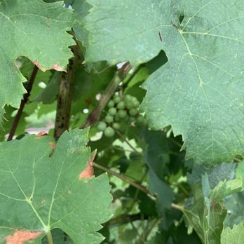 LITTLE RIDGE VINEYARDS - Updated October 2025 - 29 Photos & 13 Reviews ...