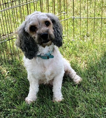 PREPPY PUPS - Updated December 2025 - 45 Photos & 21 Reviews - 8302 W ...