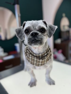 PETS IN STYLE GROOMING - Updated August 2025 - 34 Photos & 10 Reviews ...