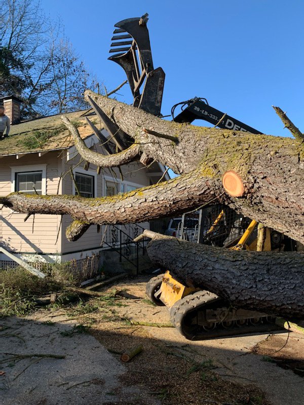 RANGER TREE EXPERTS - Updated December 2025 - 12 Photos & 10 Reviews ...