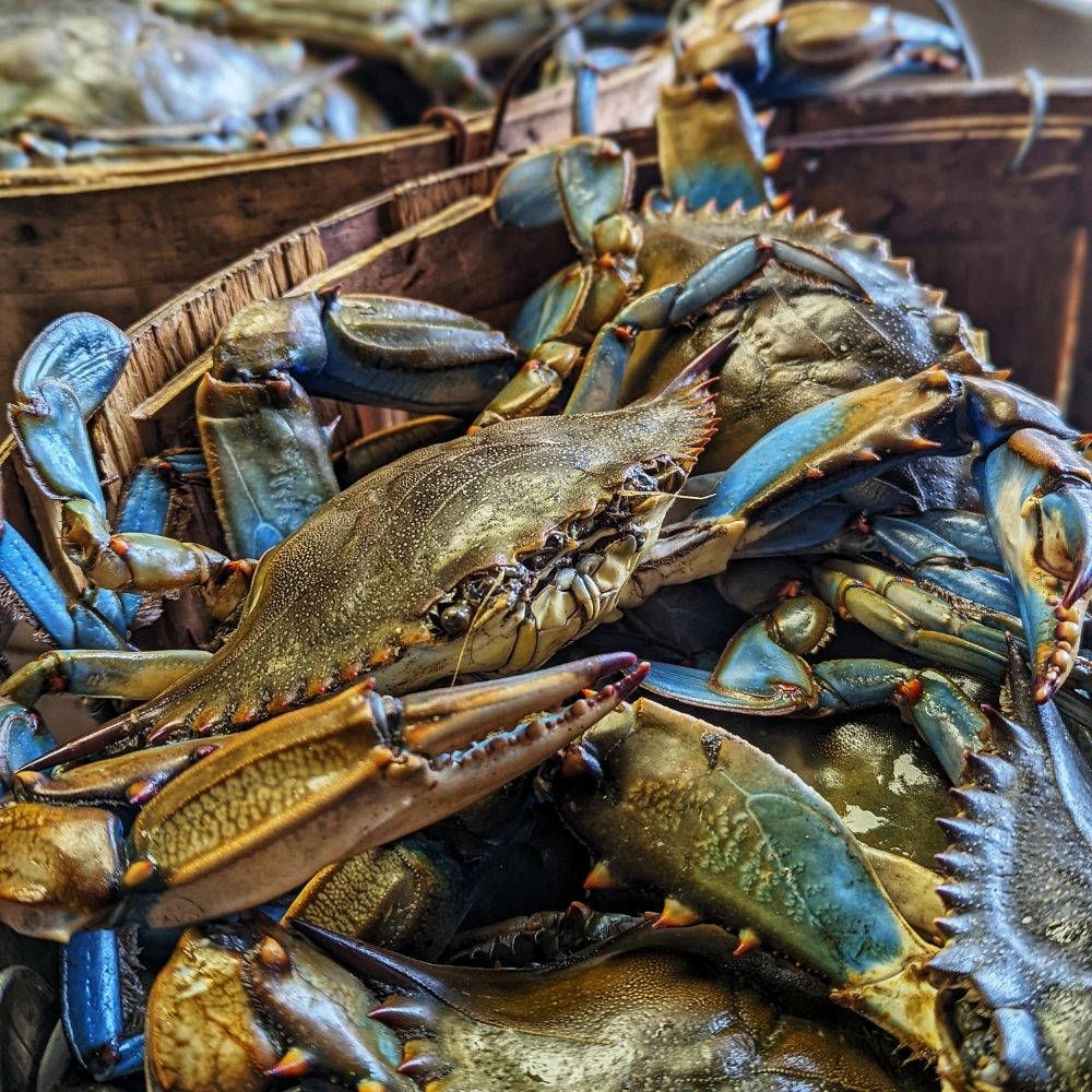 GRAHAM & ROLLINS HAMPTON SEAFOOD MARKET - 75 Photos & 51 Reviews - 509 ...