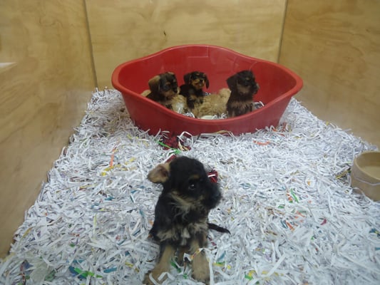 BIRD BARN - 158 Lincoln Rd, Auckland, New Zealand - Pet Stores - Phone ...