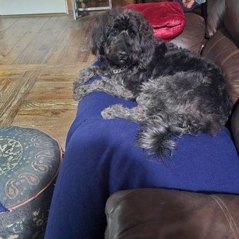 SNAZZY DOG PET SPA - Updated August 2025 - 15 Photos - 1108 Woodstock ...