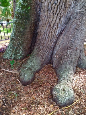 THE OLD SENATOR TREE - Updated October 2025 - 36 Photos & 12 Reviews ...