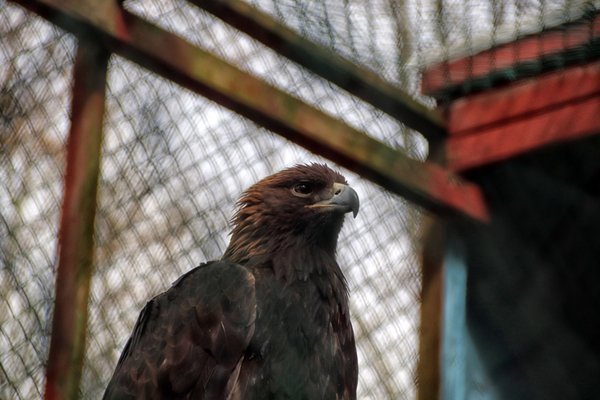 RAPTOR TRUST - Updated April 2025 - 49 Photos & 36 Reviews - 1390 ...