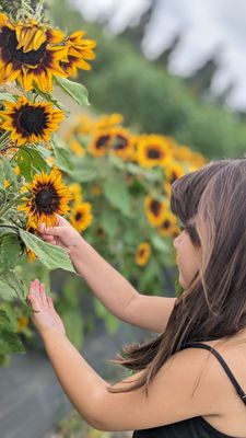 HANA FIELD BY TANAKA FARMS - TEMP. CLOSED - 218 Photos & 58 Reviews ...