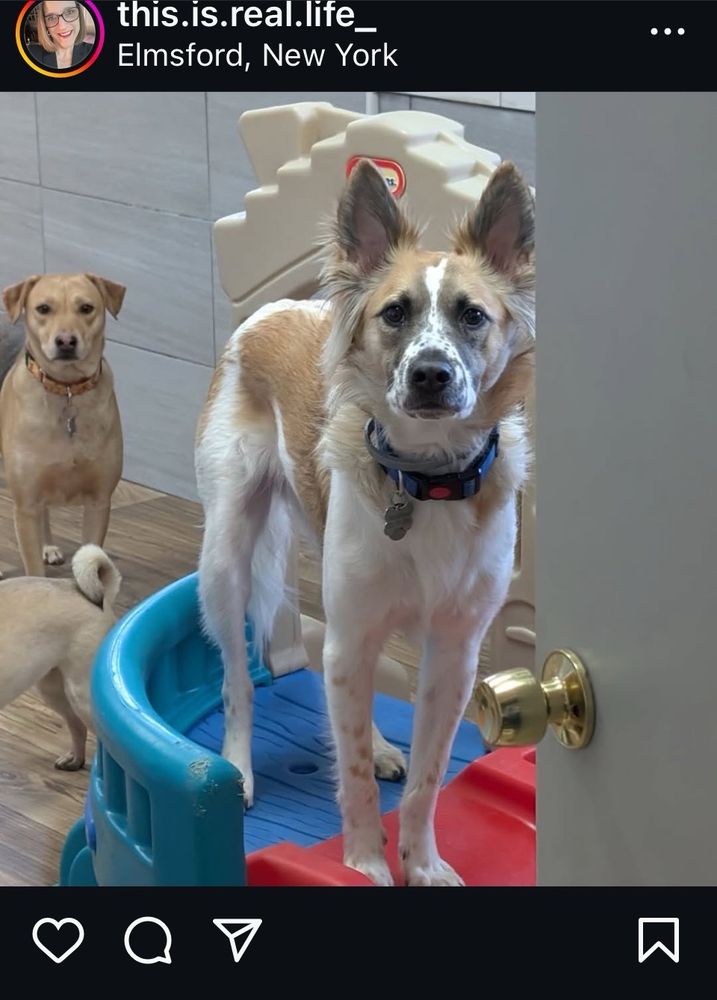 TAILS R WAGGIN - Updated December 2025 - 13 Photos & 13 Reviews - 22 ...