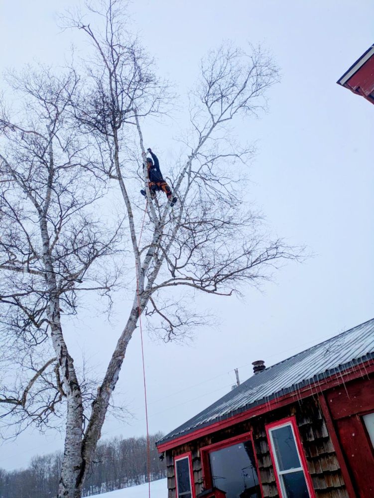 HOWLING TREE - Updated December 2025 - 226 Holl Rd, New Berlin, New ...