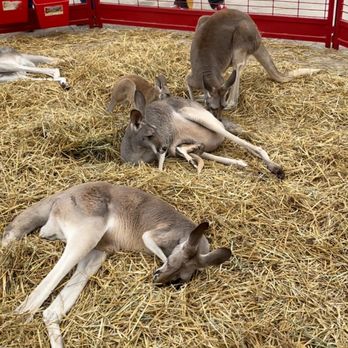 GOEBBERT’S FARM - Updated October 2025 - 331 Photos - 191 Reviews ...