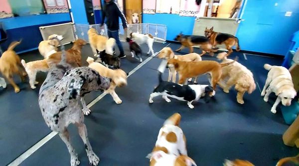 TAILS R WAGGIN - Updated May 2025 - 13 Photos & 13 Reviews - 22 Haven ...