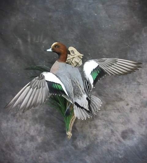 WILDLIFE ARTISTRY TAXIDERMY STUDIO - Updated February 2025 - Request ...