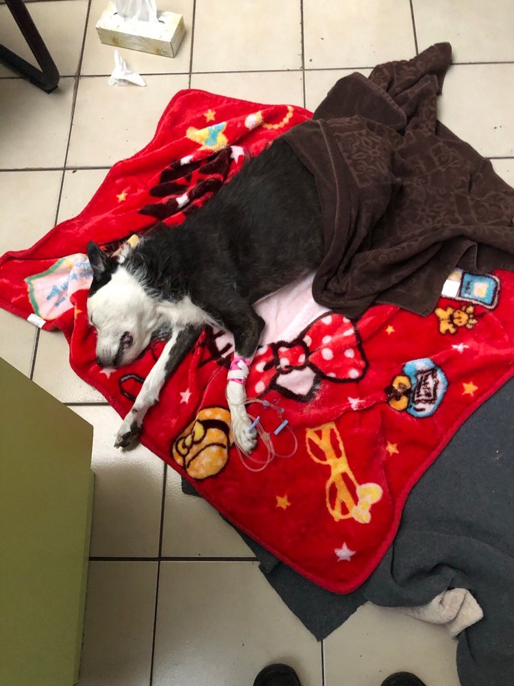 BC SPCA - Updated December 2025 - 37 Reviews - 1205 E 7th Avenue ...