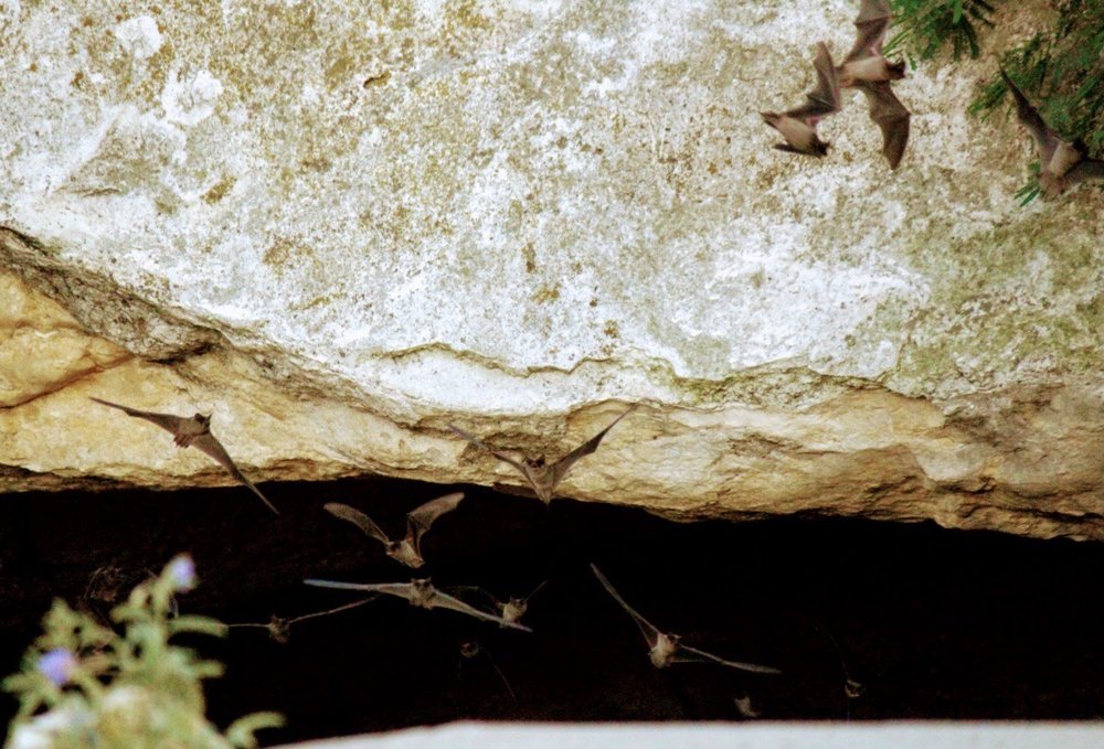 KICKAPOO CAVERN STATE PARK - Updated October 2024 - 26 Photos & 10 ...