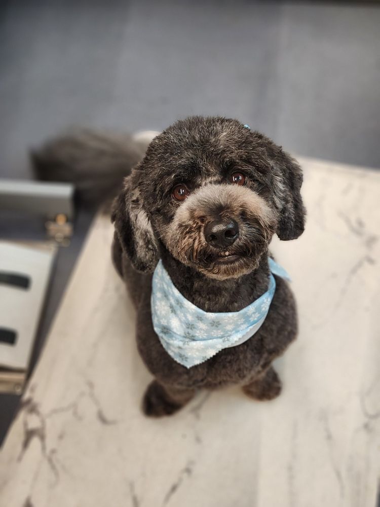 THE MAGIC PAW MOBILE - Updated July 2025 - 10 Photos - 143 2nd St NW, Norton, Ohio - Pet ...