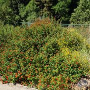 UCR BOTANIC GARDENS - 584 Photos & 120 Reviews - 1 Botanic Gardens Dr ...