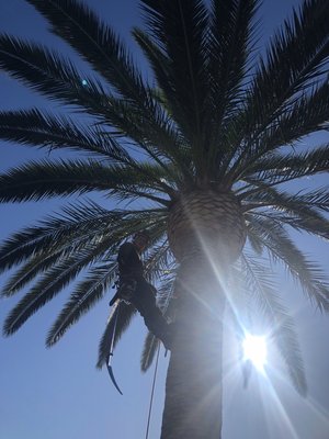 PADILLA TREE SERVICE - Updated November 2025 - 389 Photos & 183 Reviews ...