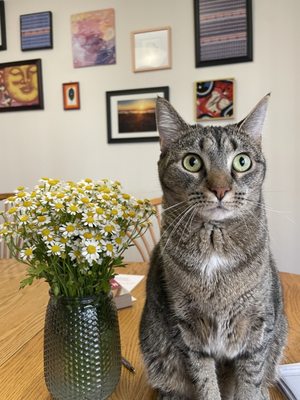 CITY DOGS & CITY KITTIES RESCUE - Updated May 2026 - 84 Photos & 56 ...