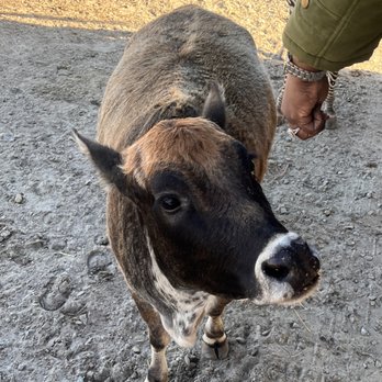 ALOHA SAFARI ZOO - Updated February 2025 - 396 Photos & 174 Reviews ...