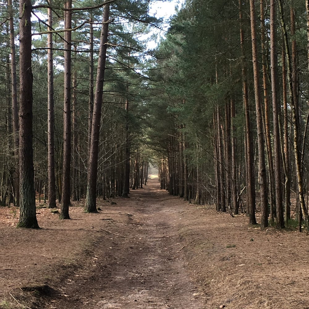 ASH RANGES WOOD - Updated August 2024 - Aldershot Road, Ash, Surrey ...