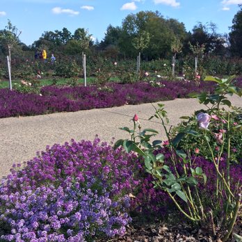 LYNDALE PARK ROSE GARDEN - Updated June 2024 - 177 Photos & 25 Reviews ...